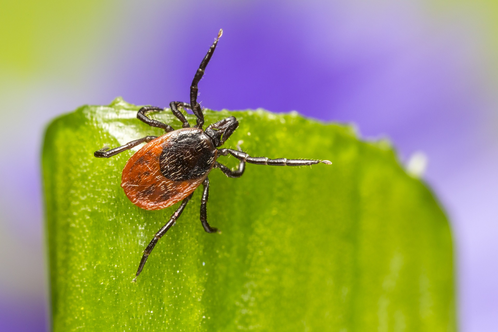 Lyme Disease & Coinfections – Learn at the Institute of Integrative ...